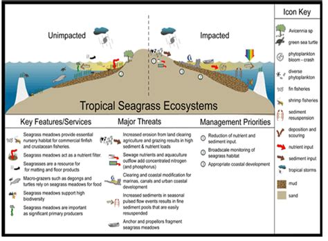 Seagrass Ecosystems Discforumindexphptopic1080