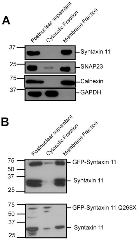 A Analysis Of The Membrane Association Of Syntaxin 11 Expressed