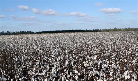 Cotto Georgia Plantations Georgia Plantations For Sale Jon Kohler