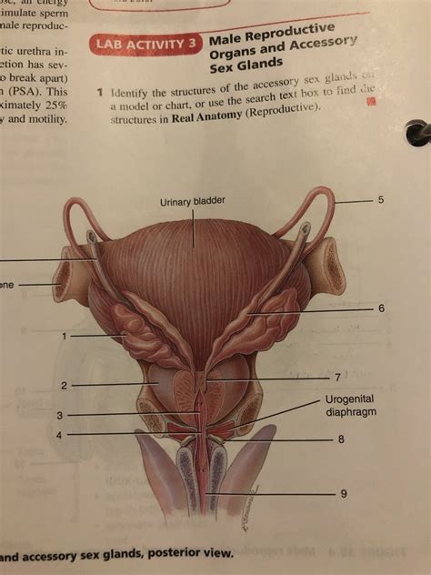 Rs Male Reproductive Organs And Accessory Sex Glands Diagram Quizlet