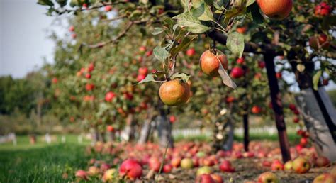 Apple Detection Object Detection Dataset And Pre Trained Model By