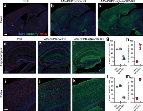 Immunohistochemical Analysis Confirms Disruption Of Neun In The