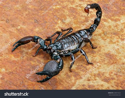 Emperador Scorpion Pandinus Imperator Sobre Foto De Stock 246919222
