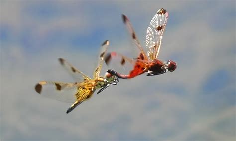 Secondary Sex Ratio Among Women Exposed To Diethylstilbestrol In Utero