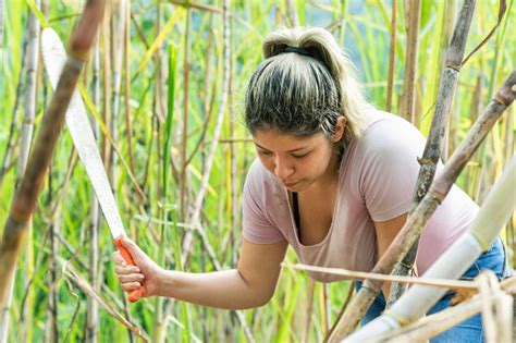 젊은 라틴 농민 여성 그녀의 손에 만도를 들고 사탕 수수를 자르기 위해 그것을 들어 올립니다 파넬라 생산 과정에서 농장에서 일하는 소녀 농부 20 24세에 대한 스톡 사진