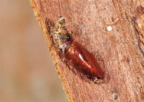 Bark Timber Moth Thymiatris Sp