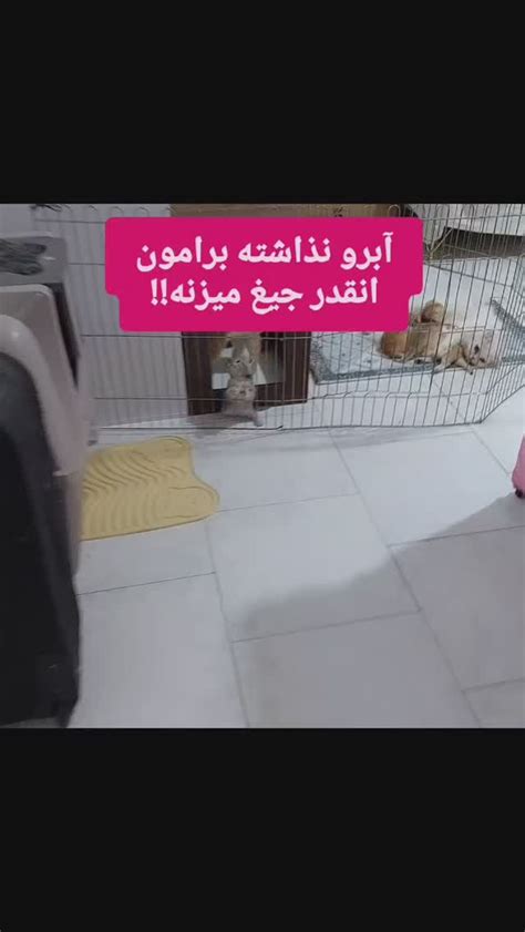 Khazan🍂🤍 ‎چقد نازه؛🥺🐈😍🤍 گربه گربهملوس گربهها گربهپرشین پیشو