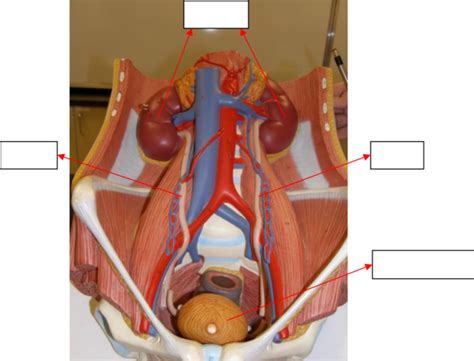 Lab Practical Urinary System Diagram Quizlet