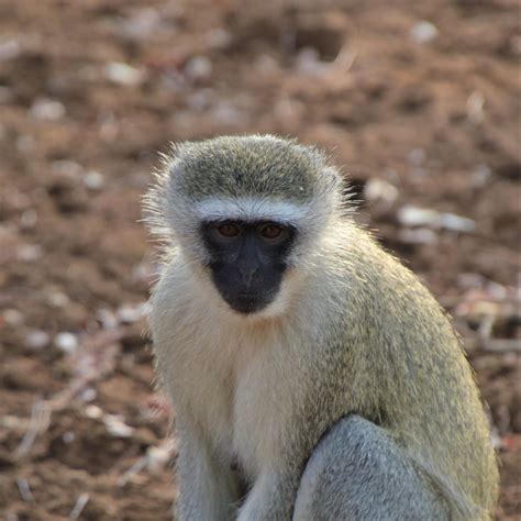 What Is The Species Of This Cute Monkey Oc Rmonkeys