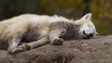 Wolf Cub Sleep Images Free Download On Freepik