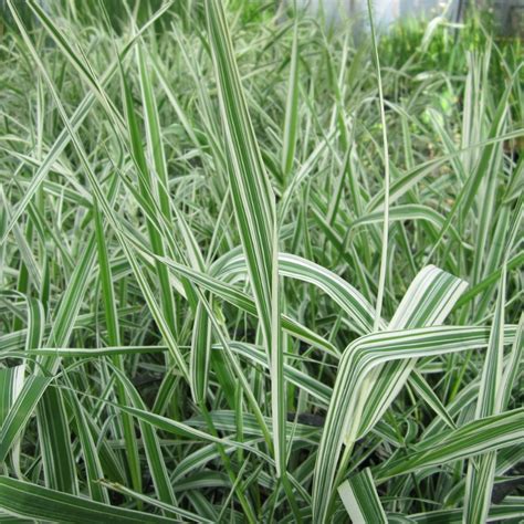 Phalaris Arundinacea Variegata Picta Gardeners Garters Aquarium
