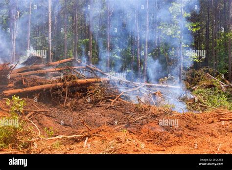 Smoke Fills Dense Forest As Vegetation Is Cleared For Ecological Fallen