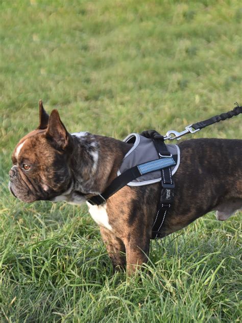 French Bulldog Training Temperament And Breed History
