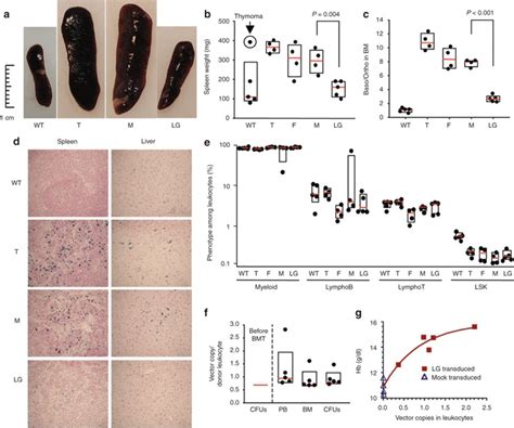 Long Term Correction Of β Thalassemia β Thal Disease At 92 Months