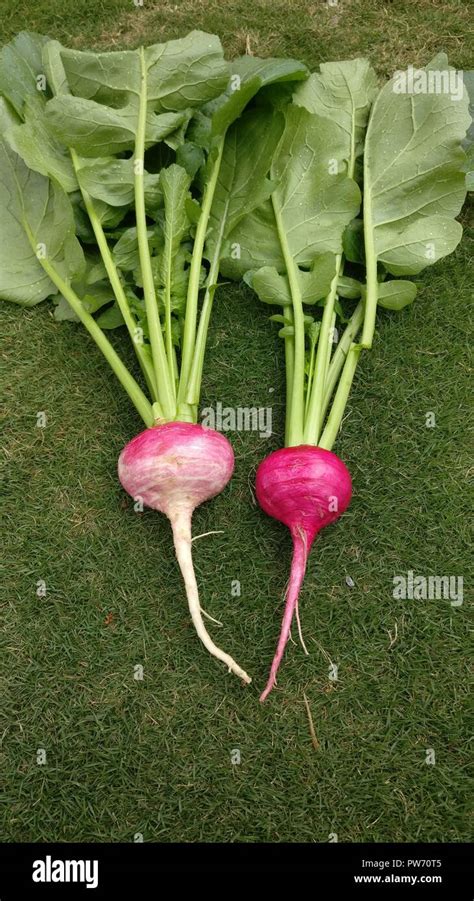 The Turnip Or White Turnip Brassica Rapa Subsp Rapa Is A Root