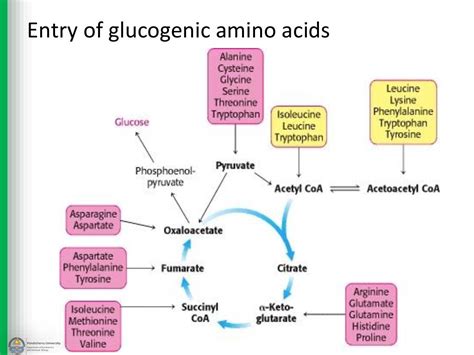 Gluconeogenesis Pyruvate Amino Acids At Ronald Lockett Blog