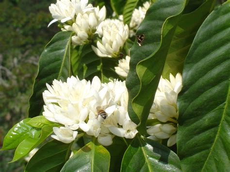 Foraging Ecology The Jha Lab