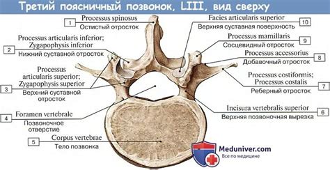 Фото Тело Позвонка – Telegraph