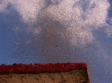 Aspundir Huge Swarms Of Mosquitoes Invade Russian Village Of Mikoltsy