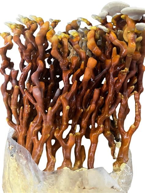 Reishi Ganoderma Multipileum Mycelium Liquid Culture Michael Crowes Mycology