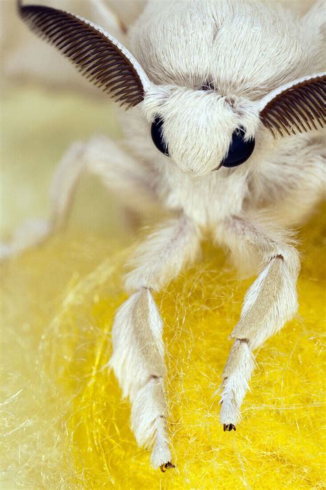 Silkworm Moth