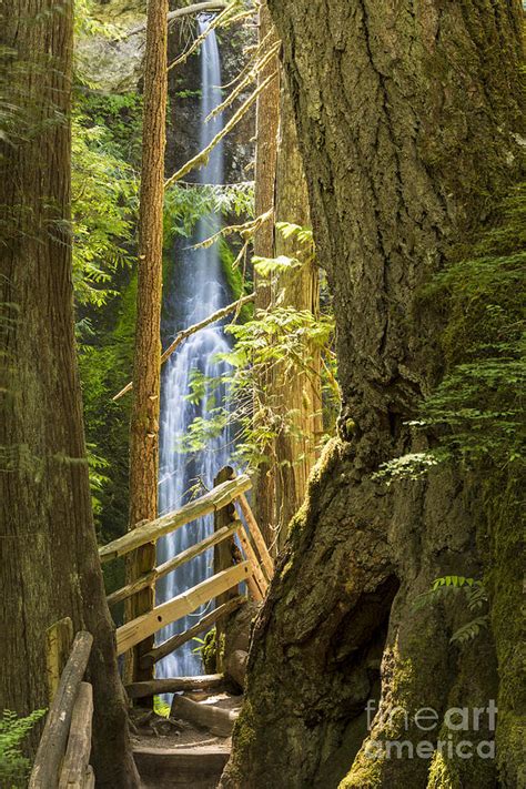 Marymere Falls And Trail Photograph By Colin D Young Fine Art America