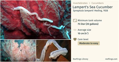 Lamperts Sea Cucumber Synaptula Lamperti Complete Care Guide Reeflings