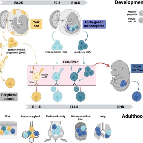 Waves Of Fetal Hematopoiesis And Their Labeling Using Genetic Fate Download Scientific Diagram