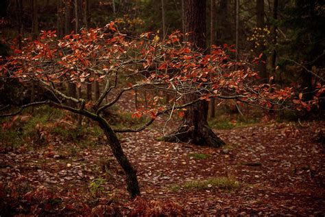 Small Tree In The Forest Photograph By Nicklas Gustafsson Pixels