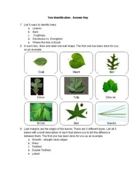 Tree Identification By Owls And Cows TPT