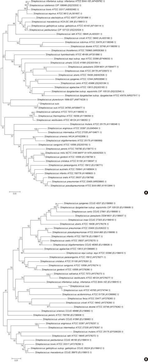 Molecular Phylogenetic Tree Constructed By Neighbor Joining Method Download Scientific Diagram