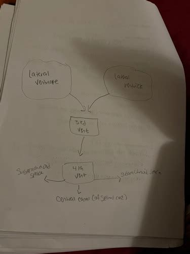 Module Unit The Brain Flashcards Quizlet