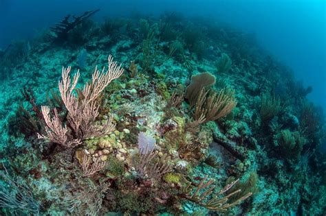 Waitt Institute On Instagram “ecosystem Connectivity Marine Ecosystems Consist Of Coral Reefs