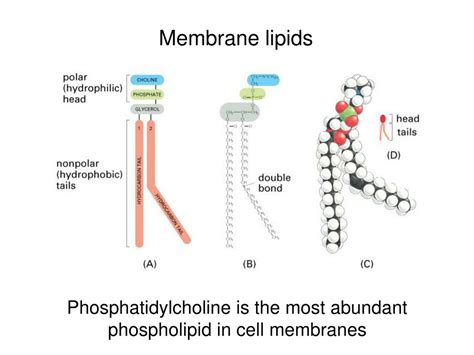Ppt 012010 Lecture 4 Cellular Building Blocks Lipids And Membranes Powerpoint Presentation