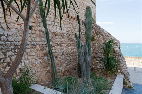 Different Columnar Cacti Growing Near Stone Wall Of Ancient Building Stock Image Image Of