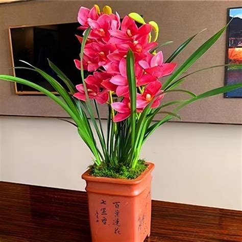 此蘭是「香花之王」，出身名門，無需春化，是無法超越的經典 每日頭條