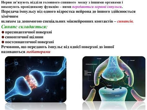 Будова нервової системи Центральна і периферична нервова система