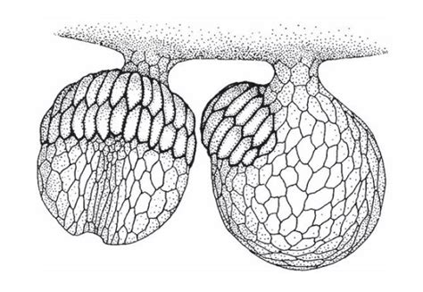 Monilophytes Fossiles Et Phylogénie Monilophytes Diversité Et Classification Des Plantes