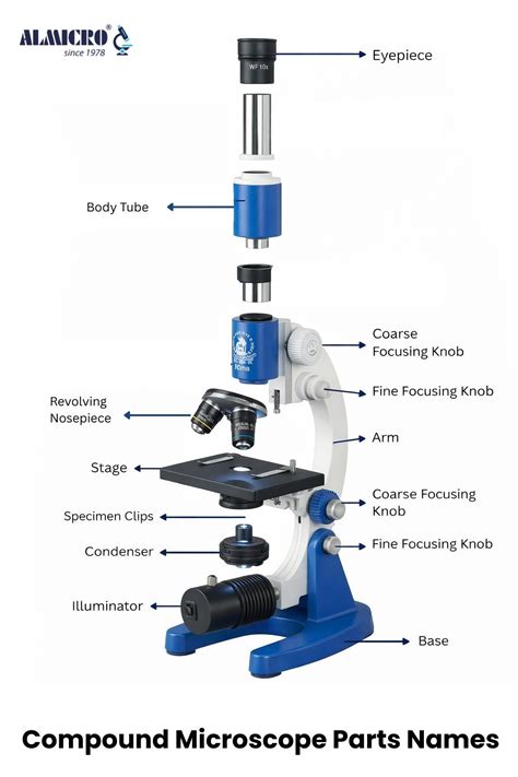 Compound Microscope