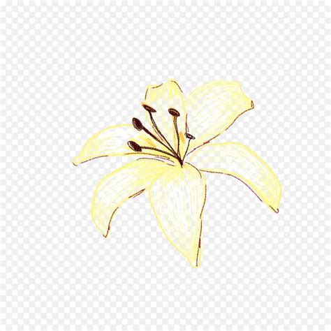 手绘盛开的黄花PNG图片素材下载 图片编号qgekwxkw 免抠素材网