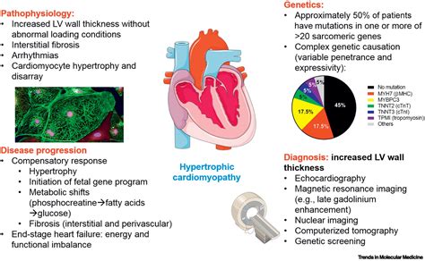 Management Of Symptoms In Hypertrophic Cardiomyopathy Idoctj