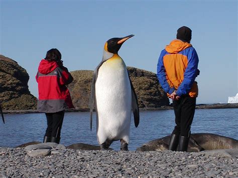 Emperor Penguin Compared To Human
