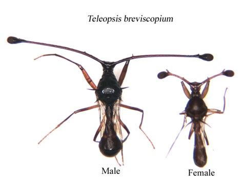 The Evolution Of Sexual Dimorphism Understanding Mechanisms Of Sexual Shape Differences