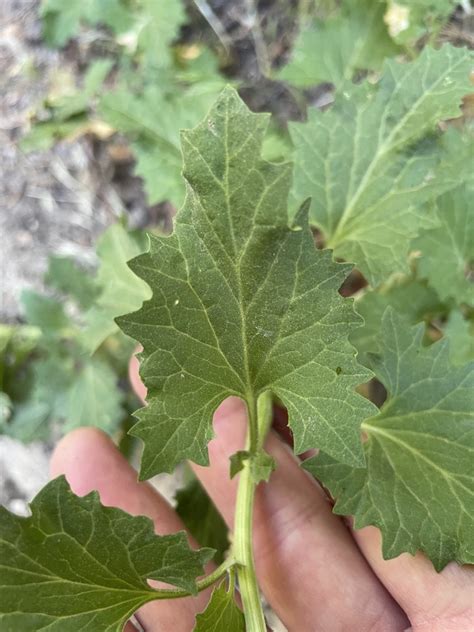 Chenopodium Californicum Rctc · Inaturalist