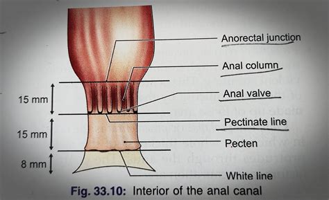 Anal Canal Anal Canal Is The Terminal Part Of The By Leenanagda