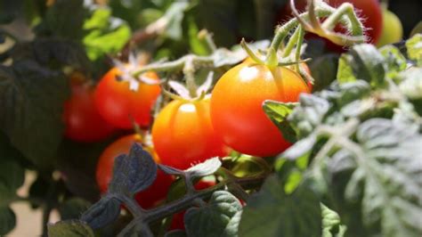 9 Determinate Tomato Varieties We Love