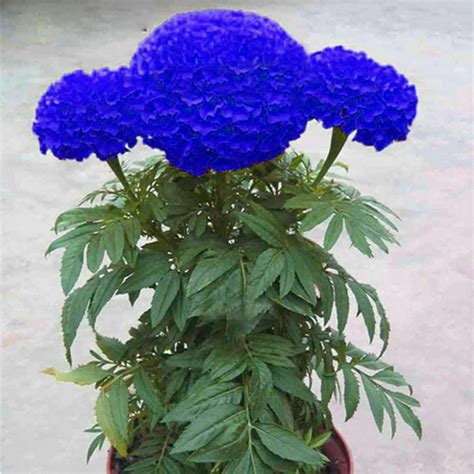 Pink Marigold Plant