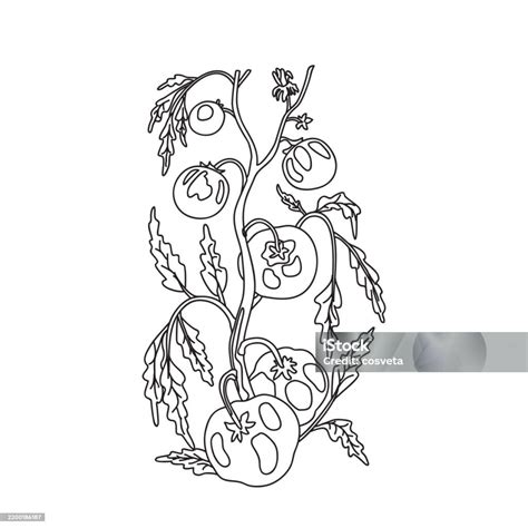 식물 라인 아트 흰색 배경에 고립 된 잎과 꼬투리가있는 가지에 성장하는 완두콩의 그림 손으로 그린 개요 낙서 식물 줄기와 야채 벡터 일러스트 레이 션 그래픽 디자인 건강한