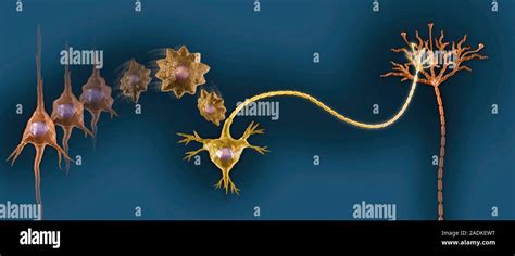 Creating New Neural Pathways Artwork Showing The Process Involved In The Formation Of New Nerve
