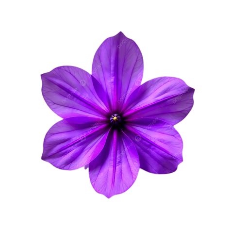 Fiore Viola Png